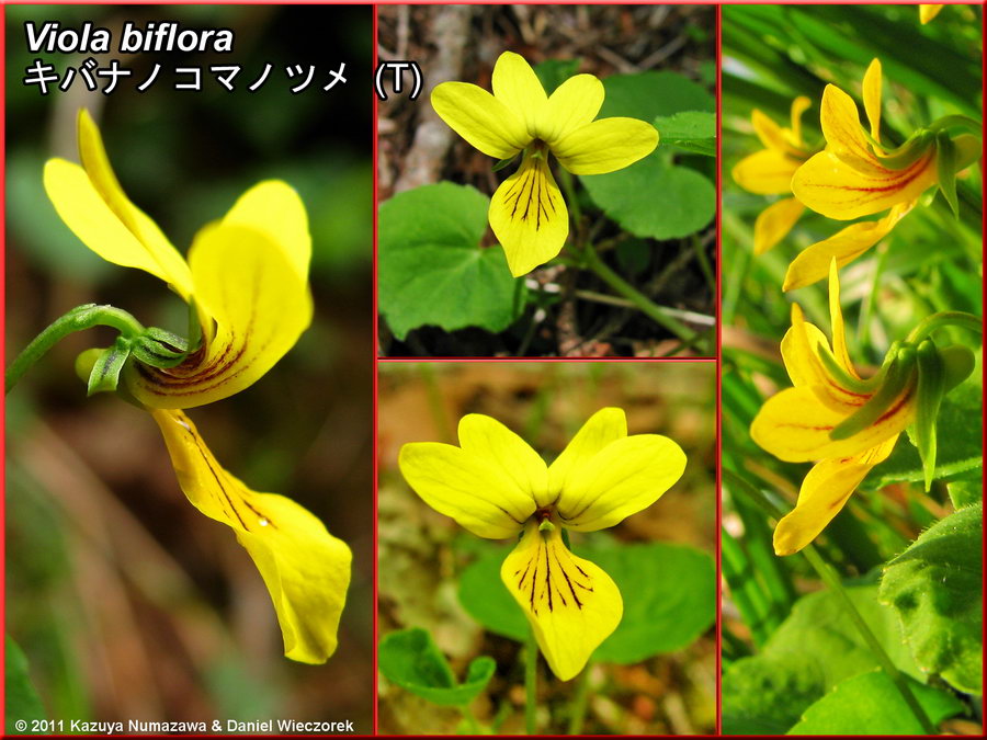 Digital Photographs of Japanese Violets